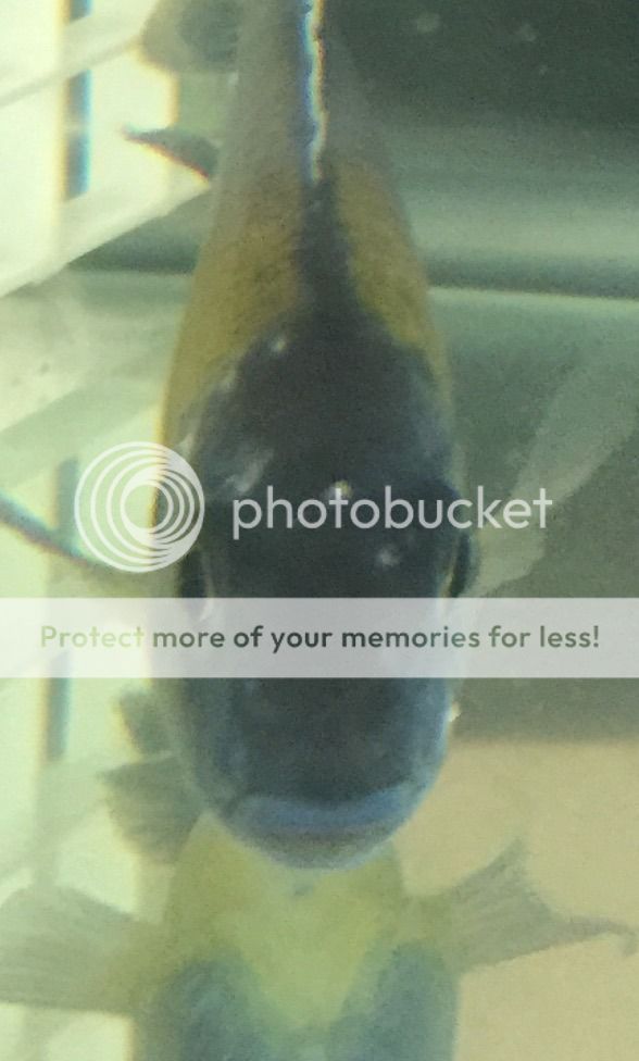 Confirm HITH? Pics... | Cichlid Fish Forum