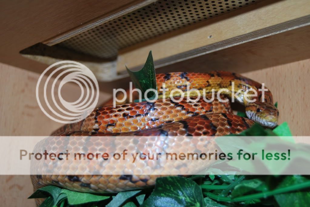 Corn snake morph id | Reptile Forums