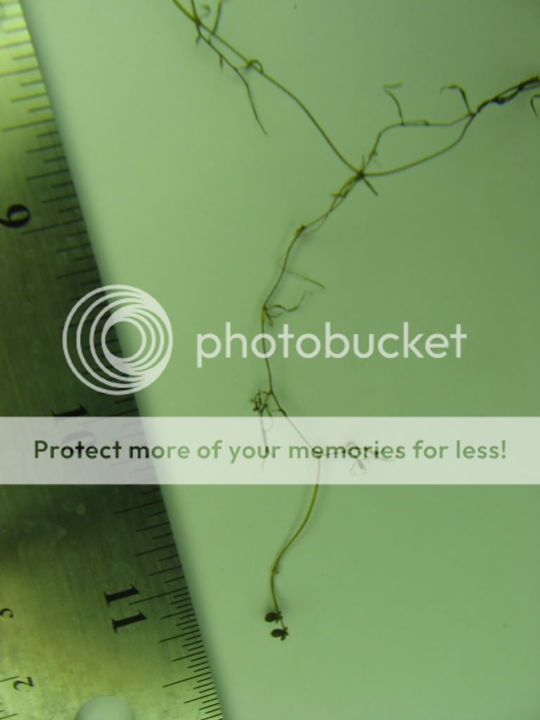 Is this Southern Naiad? - Pond Boss Forum